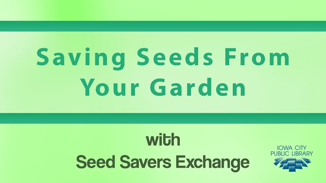 How to Save Seeds From Your Own Garden with Seed Savers Exchange - YouTube