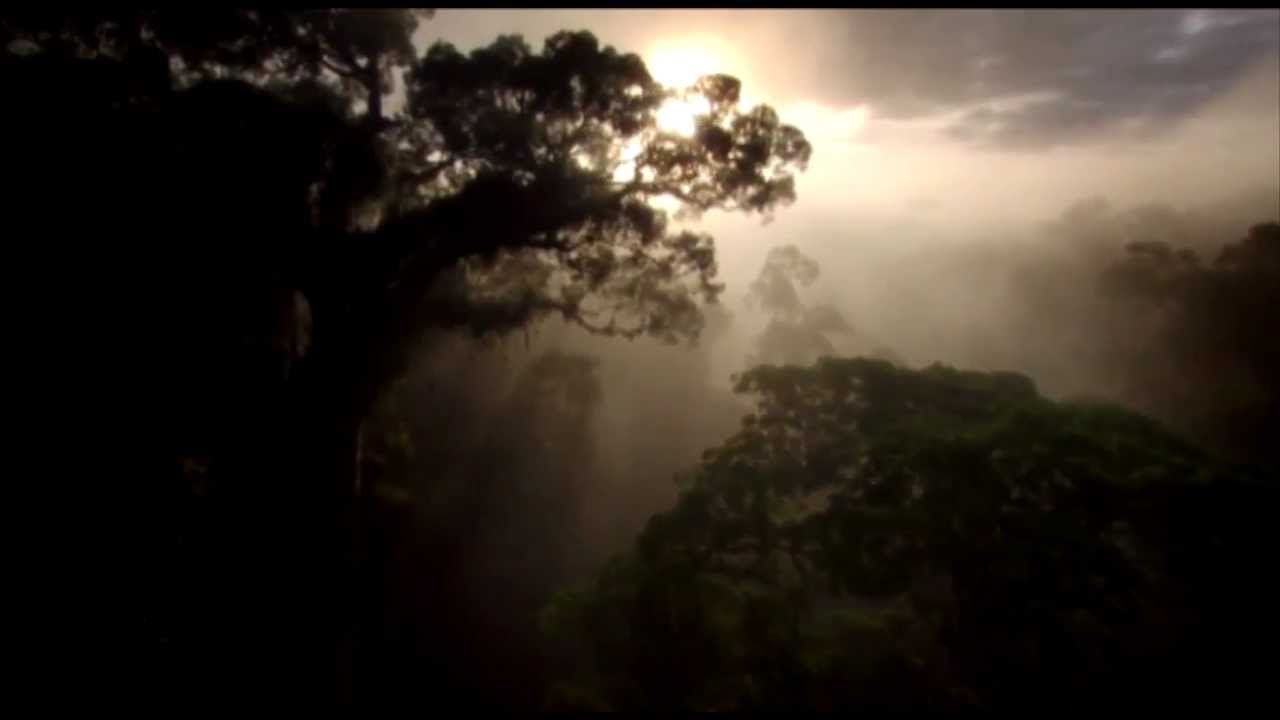 FEELING GOOD Wild-Life and Nature montage - Slow Motion + Timelapse ...
