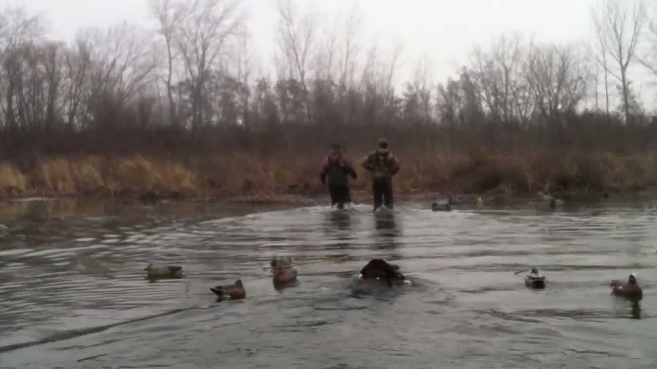 Hero Chocolate Lab Retrieves Duck While Owner Gets Very Wet and Cold ...