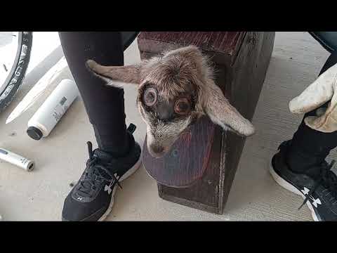 goat disbudding properly 2 to 3 days old - YouTube
