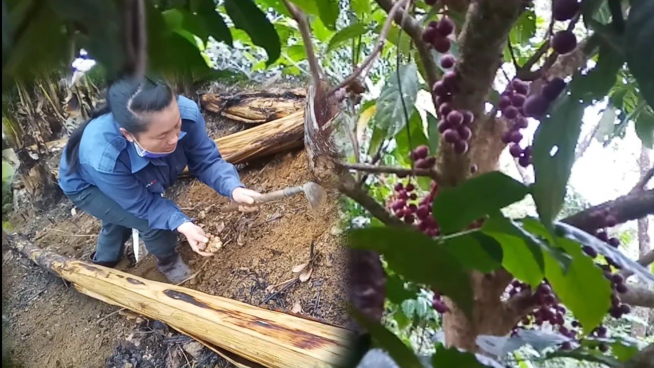 Hmong Laos lub neej toj siab - YouTube