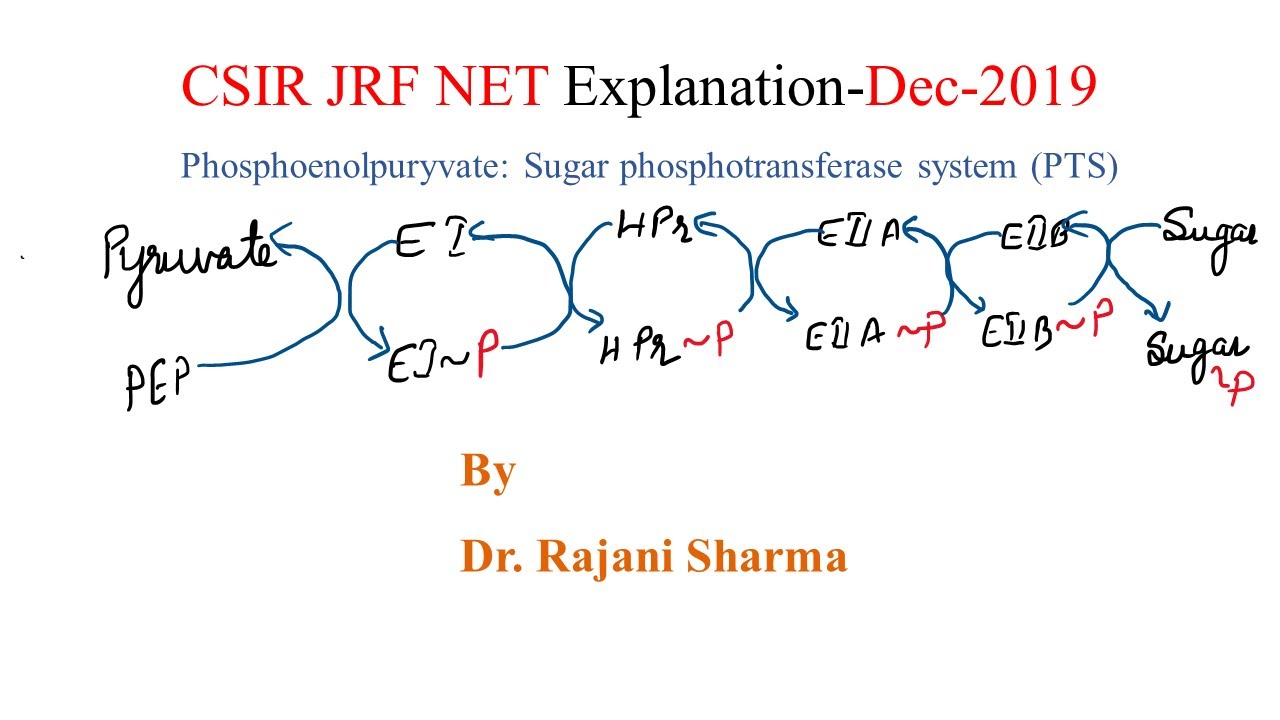 CSIR JRF NET Explanation-Dec-2019-Phosphoenolpuryvate: Sugar ...