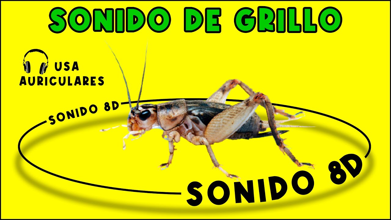 SONIDO DE GRILLO – SONIDO DE ANIMALES – efecto de sonido - YouTube