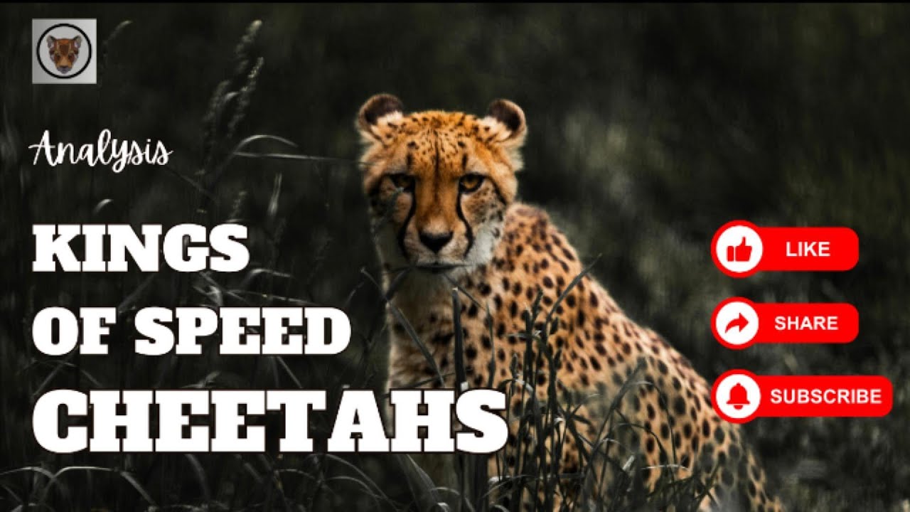 How Inbreeding Shaped the Cheetah into a Marvel of Evolution - YouTube