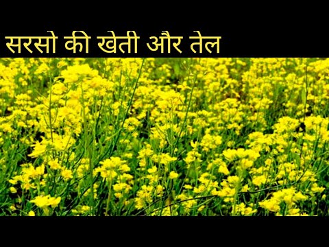 #viral # पहाड़ों में सरसो और तेल की खेती की विधि ||Sarso Tail Ki Best ...