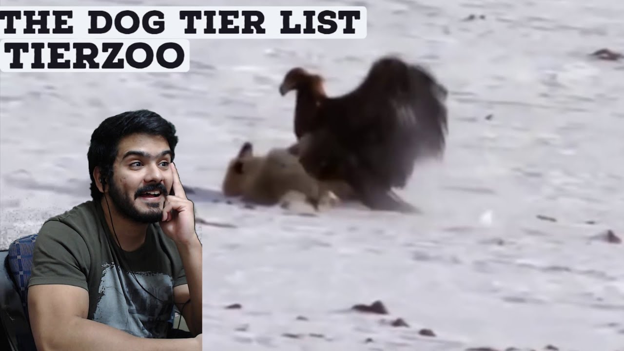 The Dog Tier List (TierZoo) CG Reaction - YouTube