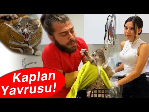 SURATIMA SALDIRDI, KAÇMAYA ÇALIŞTI! Kaput, Kedi Saldırısı Geleneğine Katıldı! #inanoğlu #konuşankedi