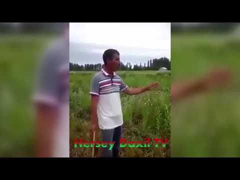 Prikol 2018