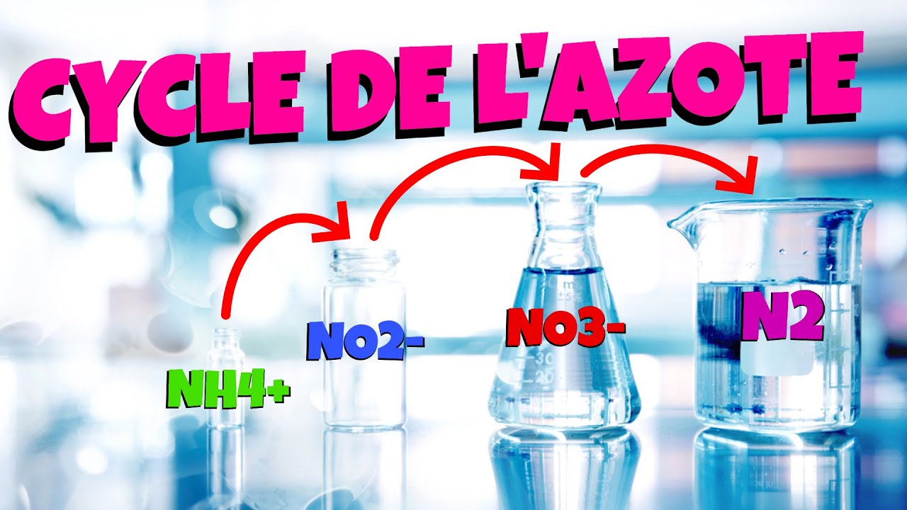 Tout savoir sur le CYCLE DE L'AZOTE ! - YouTube