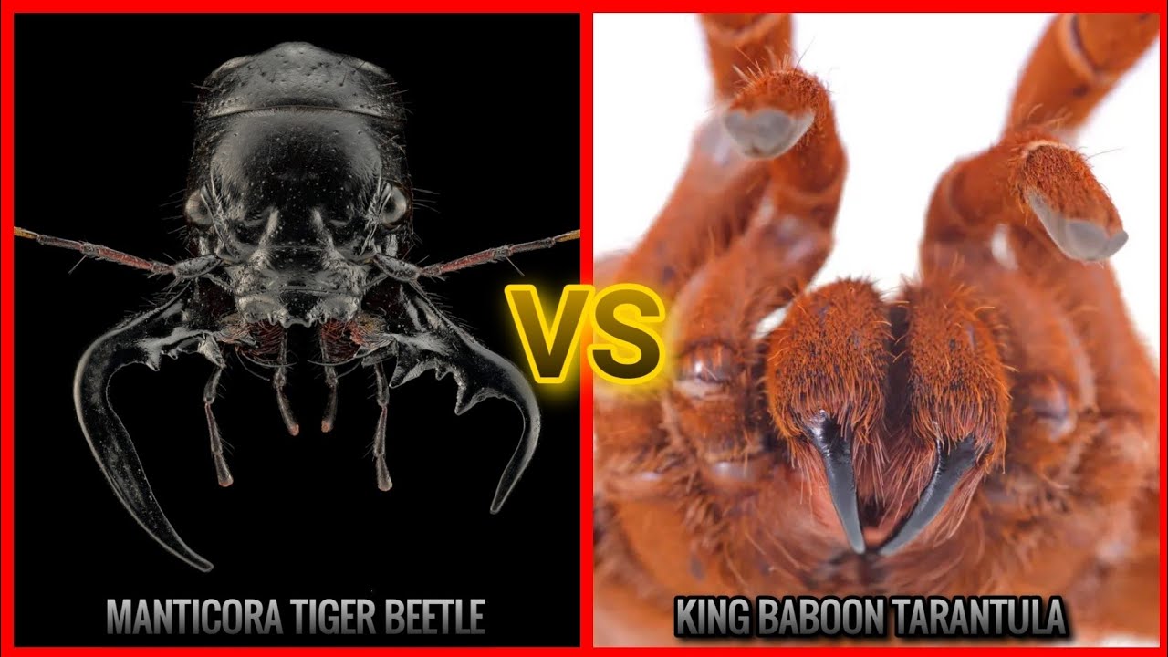 BUGS BATTLE TOURNAMENT | GROUP A | STAGE 1_FIGHT 3 | manticora tiger ...
