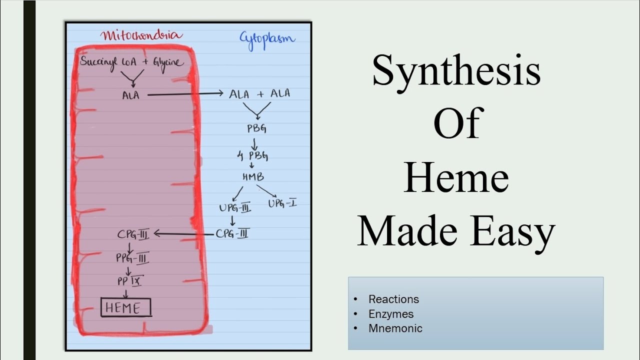 Synthesis Of Heme Made Easy Youtube