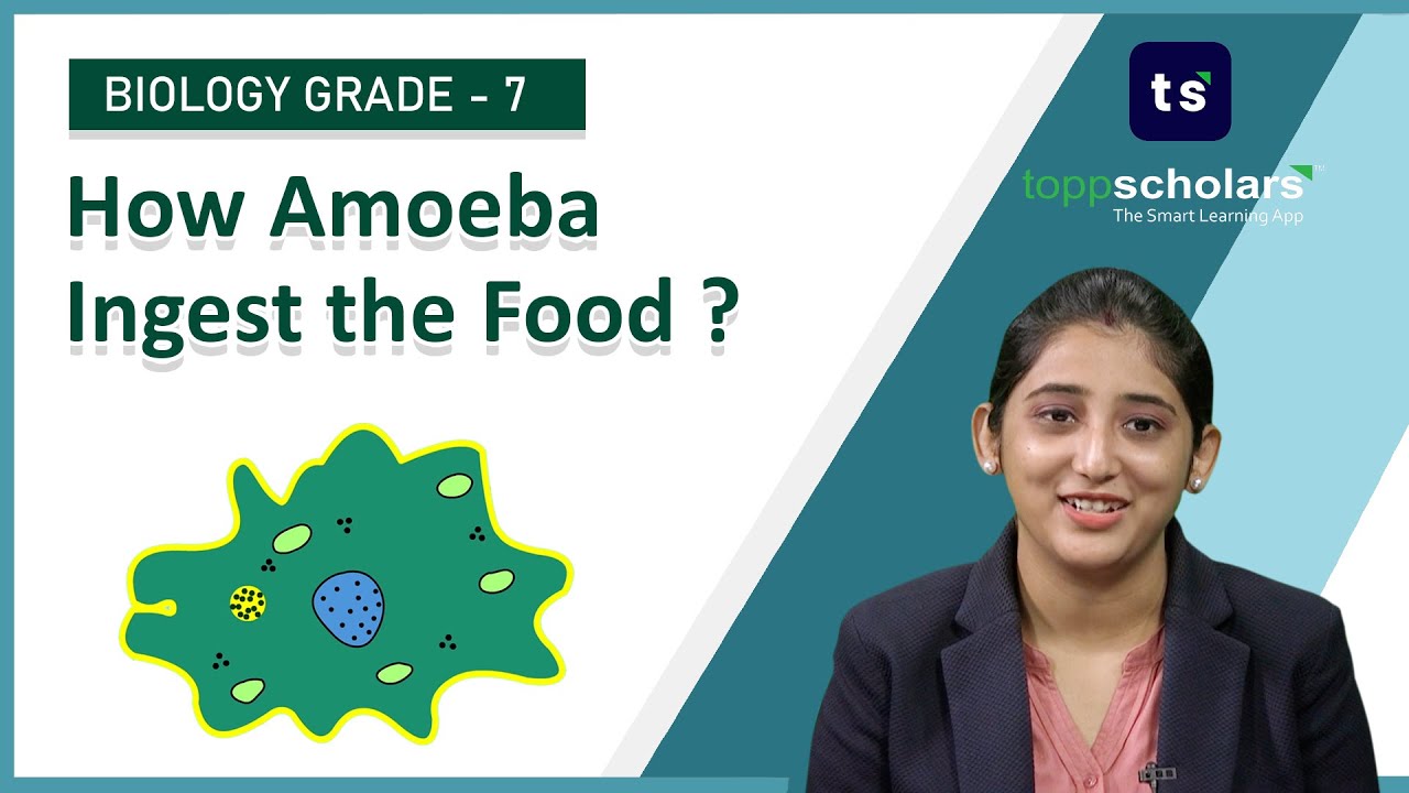 How amoeba ingest the food? | Holozoic nutrition | Biology | Life ...