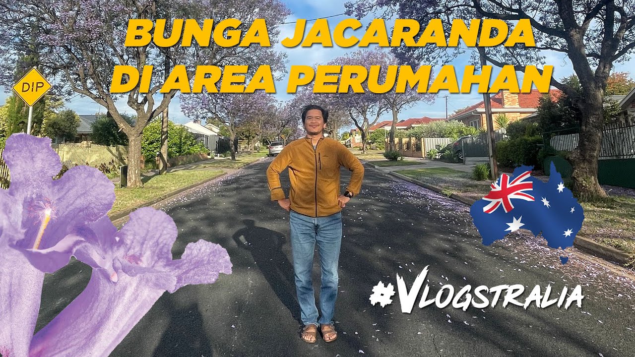 #VLOGSTRALIA MUSIM BUNGA JACARANDA DI AUSTRALIA DI KOMPLEK PERUMAHAN ...