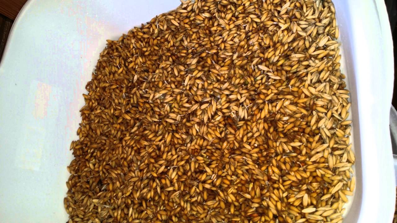 Whole oats fodder - YouTube