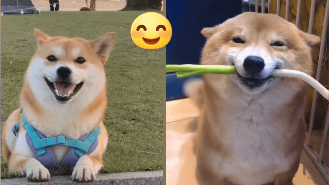 Happy Shiba Inu Moments 😄🐕 | Heartwarming Shiba Inu Smiles - YouTube