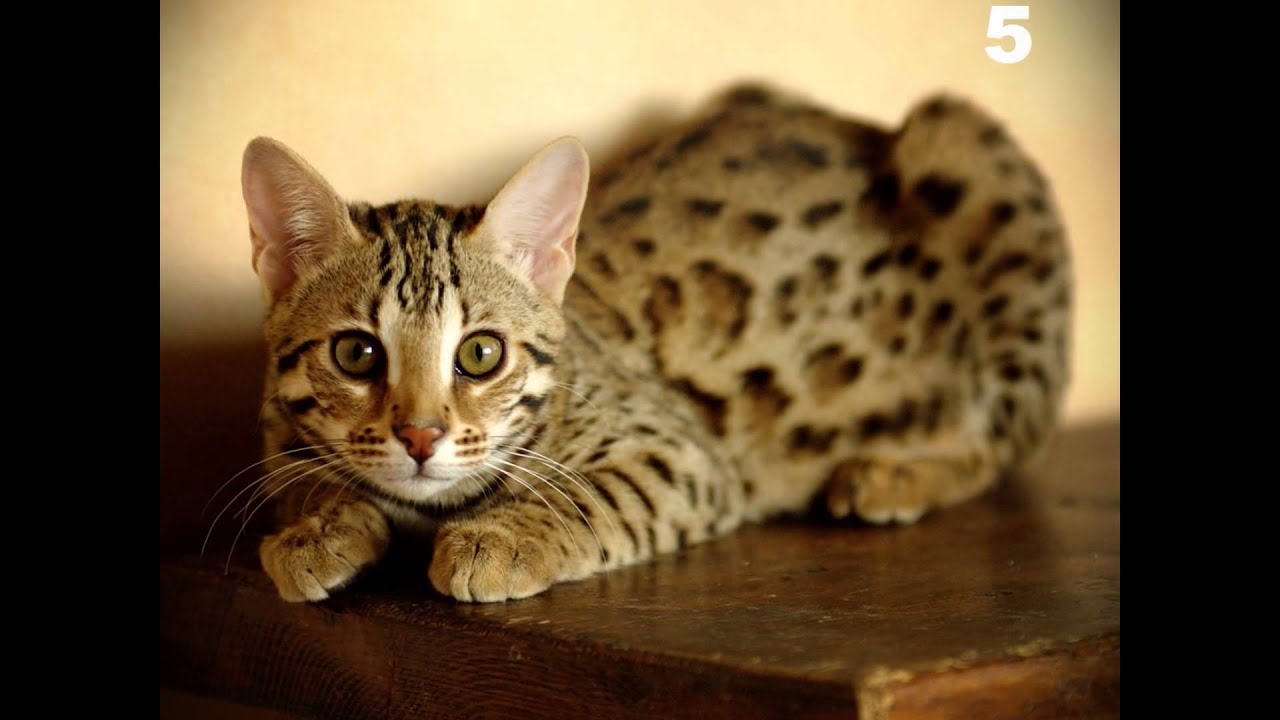 Top 10 felini più belli del mondo - YouTube