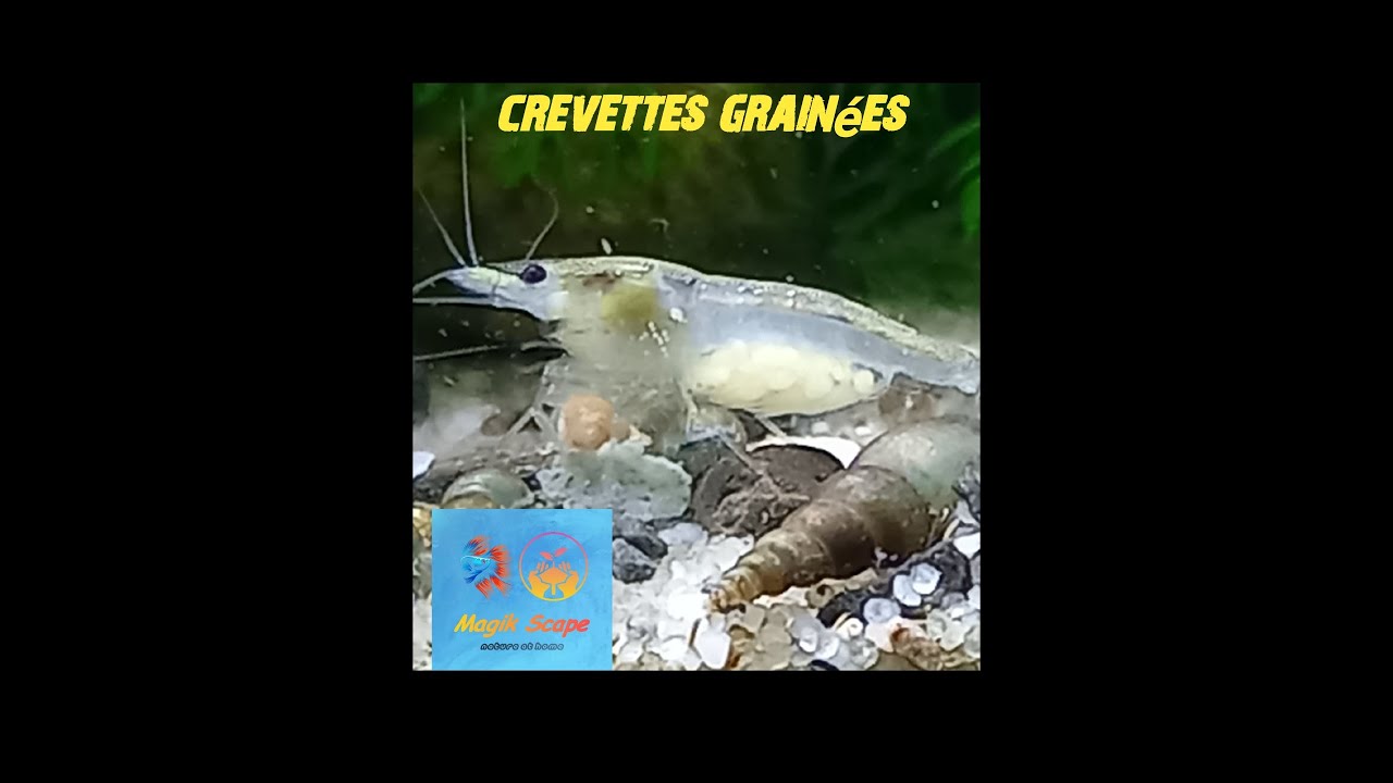 reproduction de crevette. #crevettes grainées - YouTube