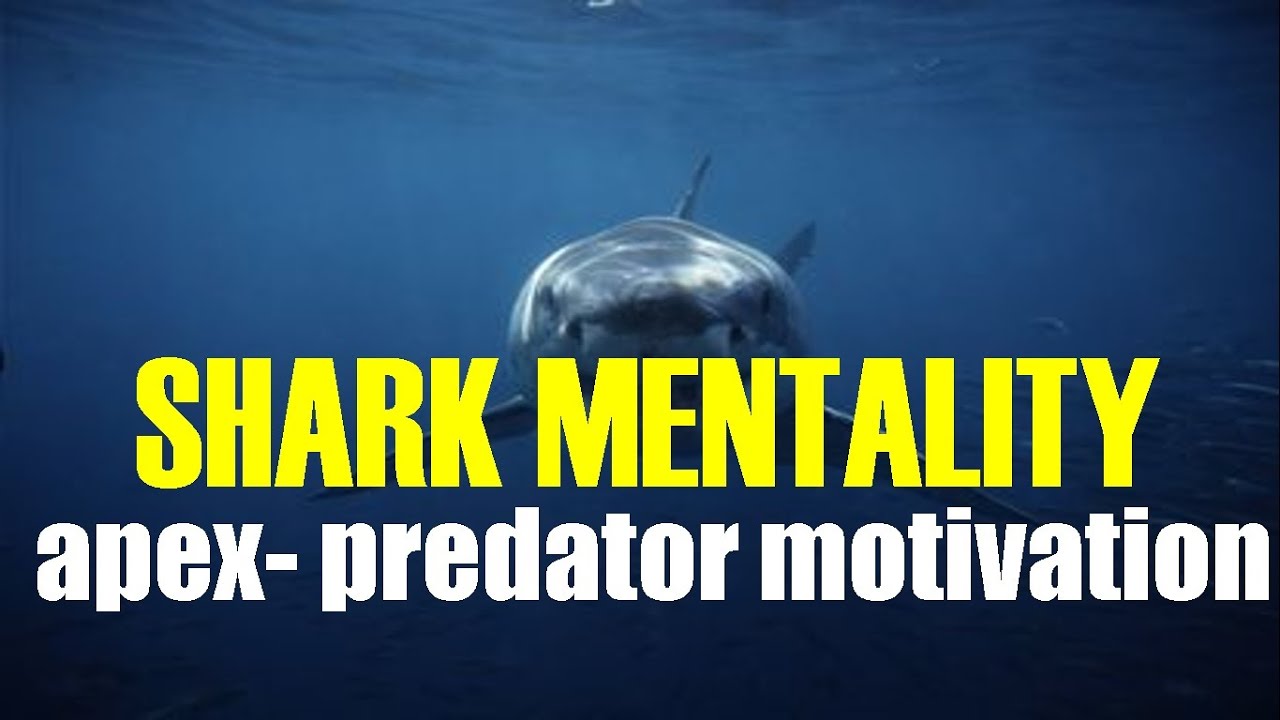 Wisdom of the Sharks I Embracing Adaptability, Resilience ...