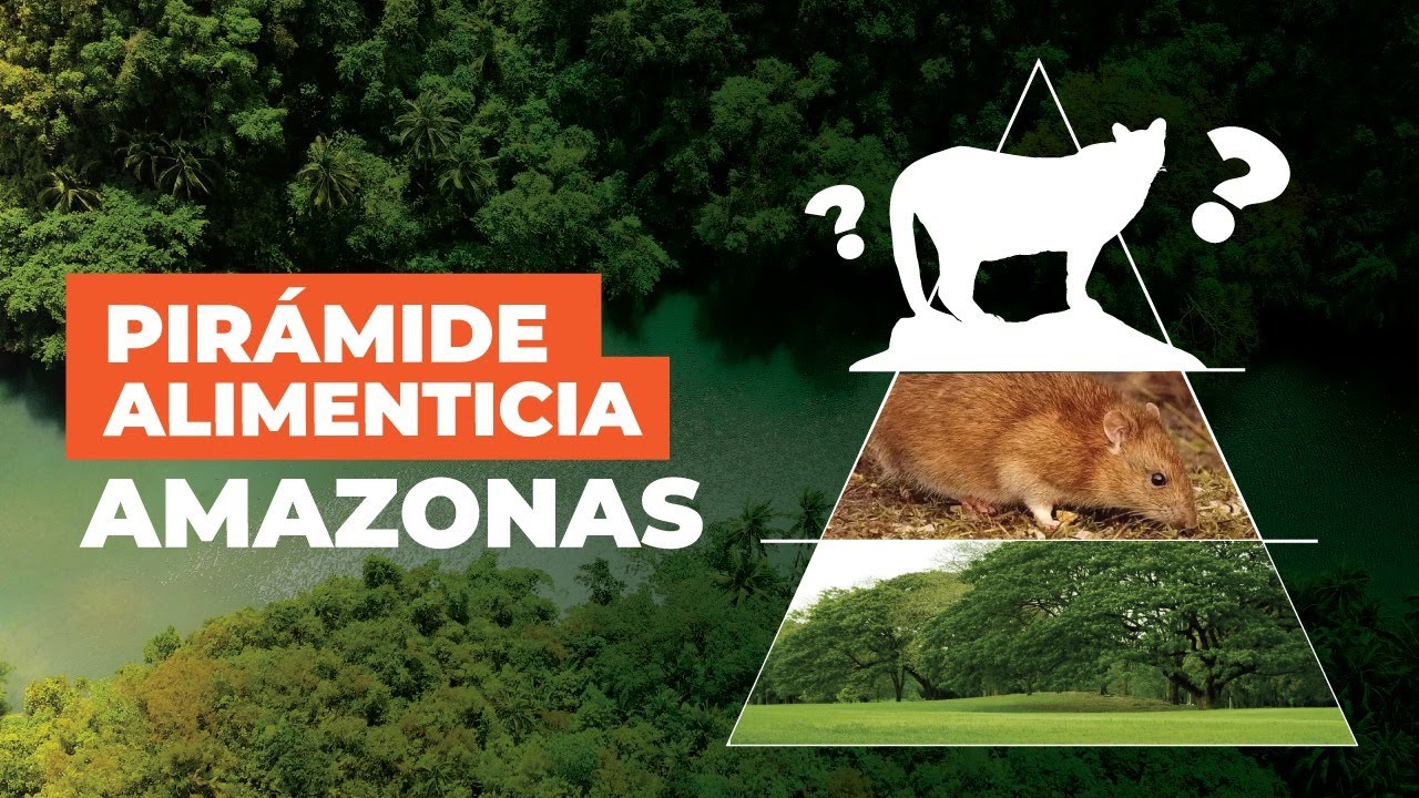 🐾¿QUIÉNES SON LOS VERDADEROS REYES DE LA JUNGLA?🌳👑 ¡Escalamos la ...
