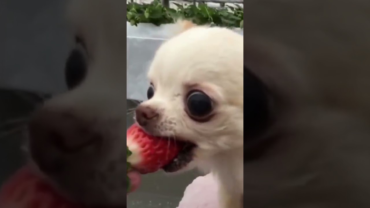 Looking pretty starving hhhhh #Shorts - YouTube