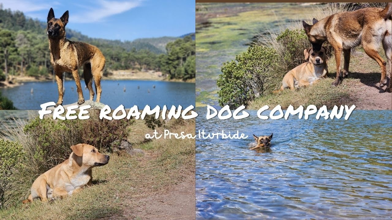 Free roaming dog company, local enhancement, scavenging, play humping ...