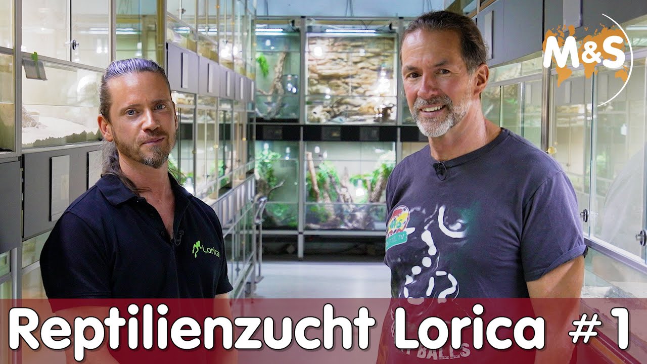 150 Arten, 1000 Terrarien, 2500 Tiere! | Schweiz Roadtrip zu Lorica ...