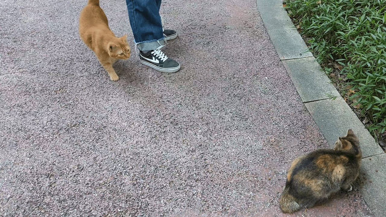 Timid kitten was too scared to keep eating when it saw the orange cat ...
