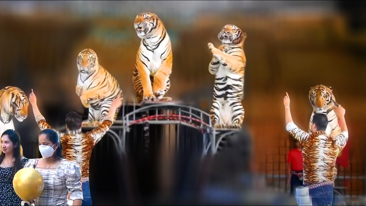 5 tiger Animals Showing their talent to people at the zoo : wild animal ...