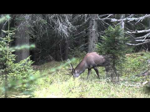 Jagd Rotwild Hirsch 2010 Marhube - YouTube