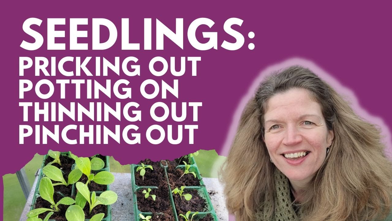 Seedlings Next Steps: Pricking Out, Thinning Out, & Pinching Out ...