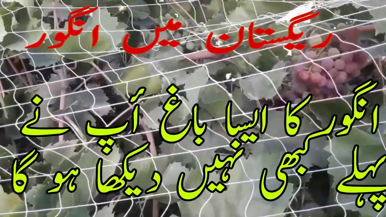 Grapes Sowing Season In Pakistan at Michael Gates blog