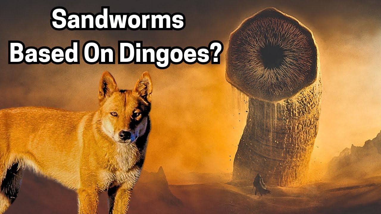 Striking Parallels Between Dune’s Sandworms & Australian Dingoes - YouTube