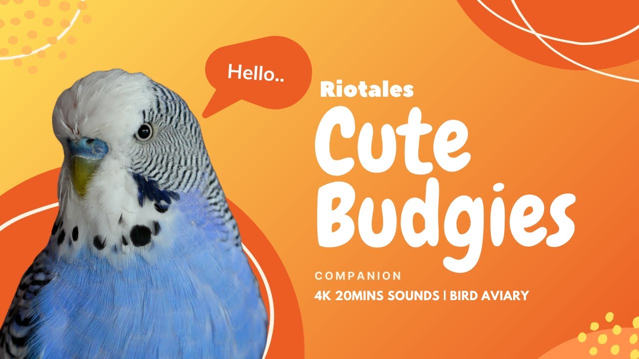 20 mins of Budgies Singing and Talking Sounds | 4k | Bird Aviary ...