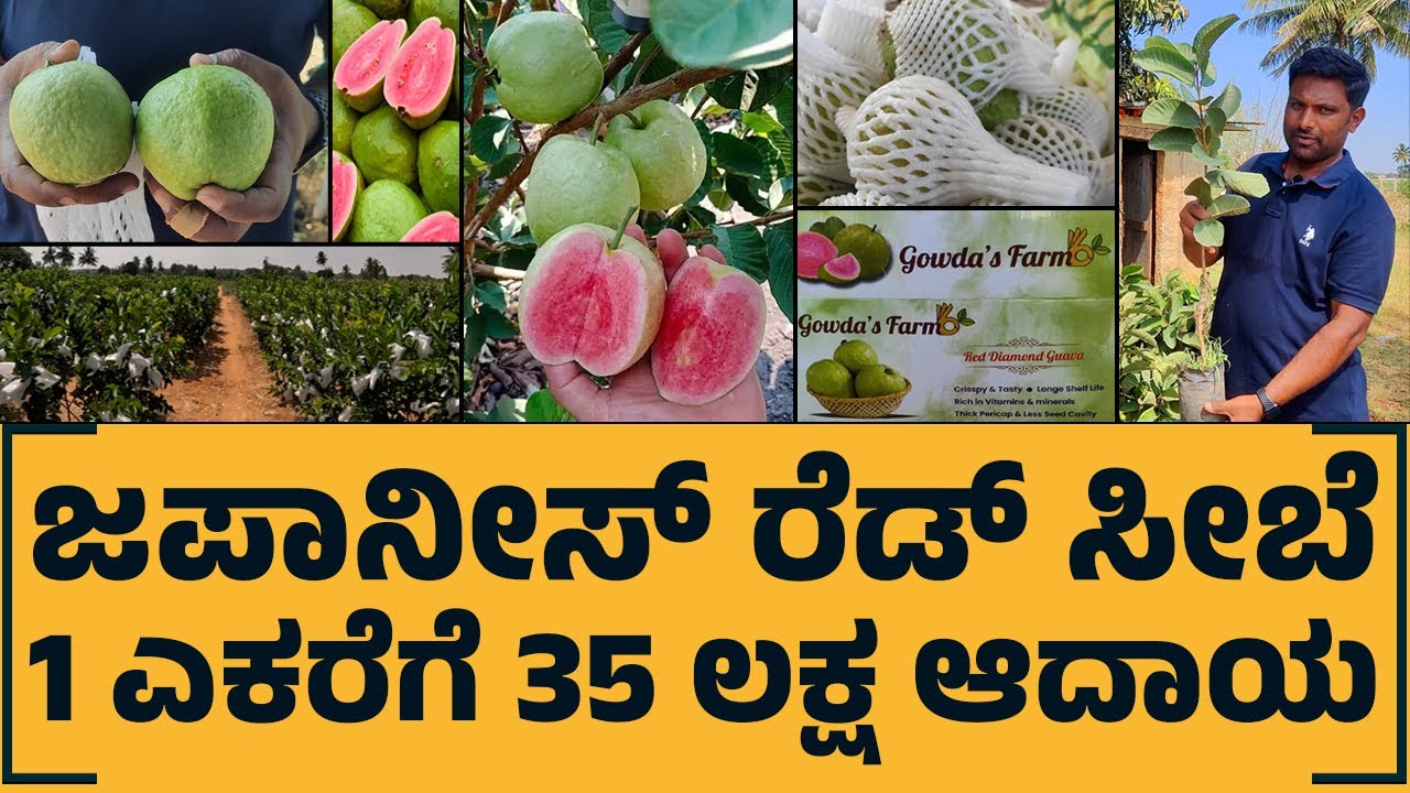 ಜಪಾನೀಸ್ ರೆಡ್ ಸೀಬೆ ಒಂದು ಎಕರೆಗೆ 35 ಲಕ್ಷ ಆದಾಯ | Japanese red guava - YouTube