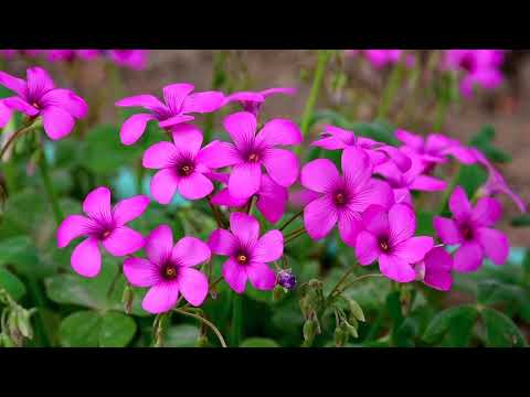 Beautiful Flower / Nature Whatsapp Status Video 💕💕 Nature beauty❤️ | WhatsApp Status | #rakib_via