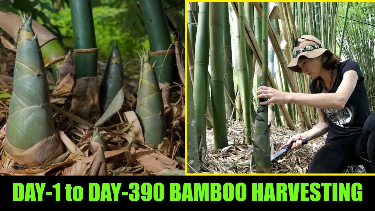 AMAZING BAMBOO HARVESTING | How to Grow Fast Bamboo Shoots | DAY-1 to ...