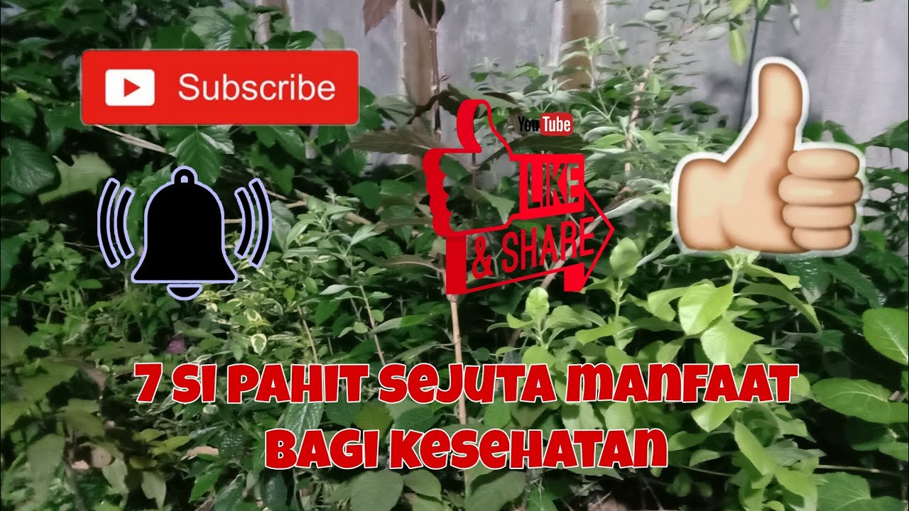 AKAR-AKARAN, BONGKAHAN, DAUNAN, TERKANDUNG MENJAGA KESEHATAN - YouTube