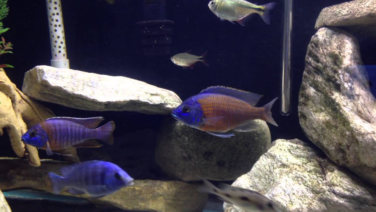 Copadichromis borleyi "red fin Borleyi" - YouTube