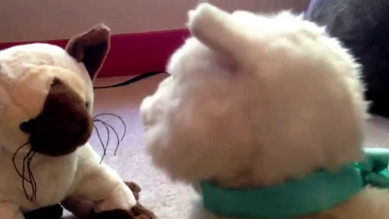 Webkinz short film: Love Birds - YouTube