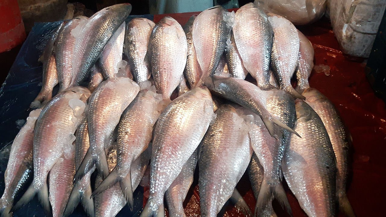 Big Hilsa Fish Market in The Town|| BEst Place for Buy And Sell Big ...