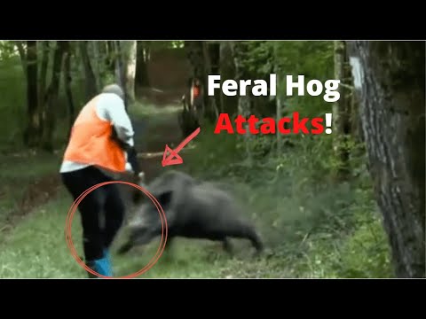 Vicious Feral Hog ATTACKS Texas Man - YouTube