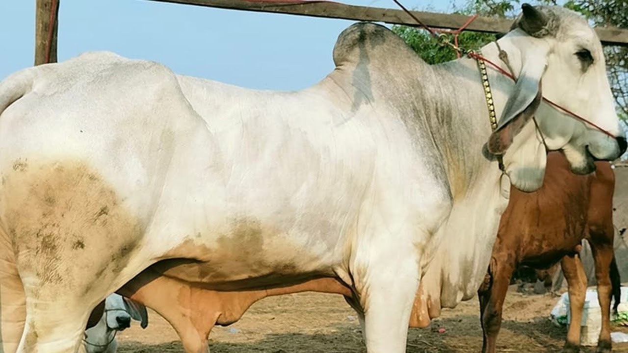 Cambodia Bull Is Famous - YouTube