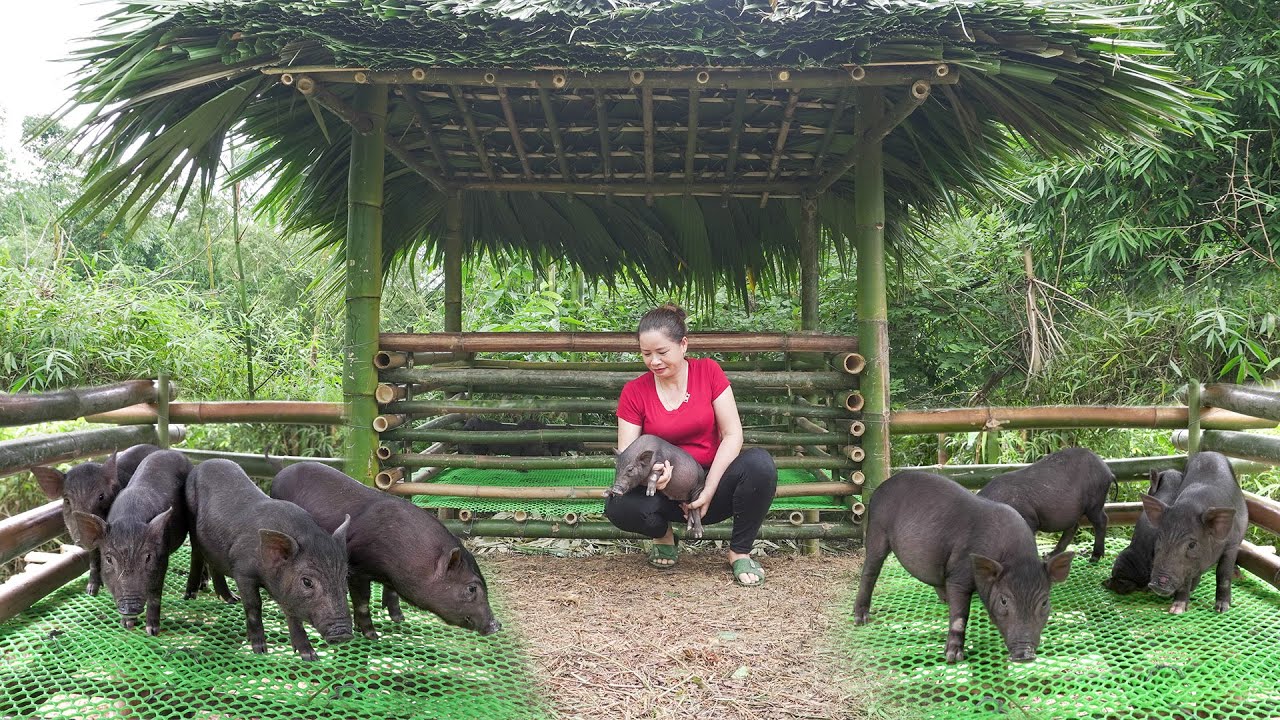 Building bamboo pigs farm, raise black pigs. Alone village girl farm ...
