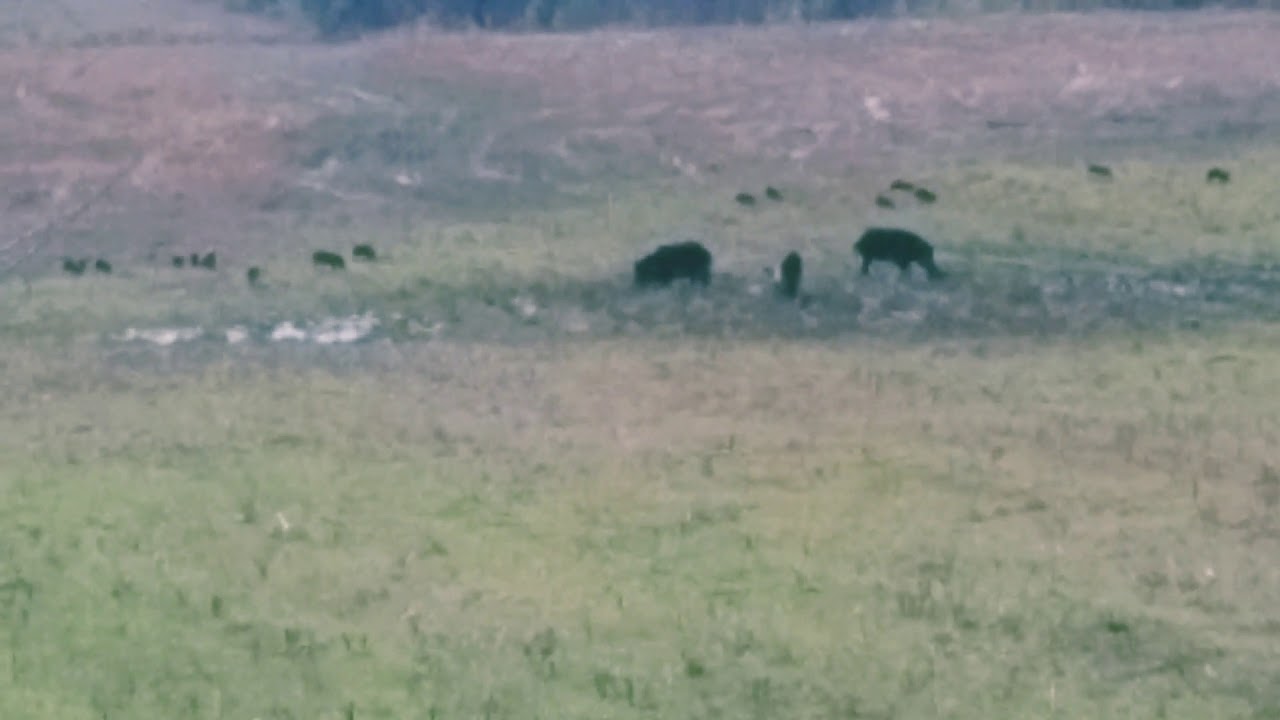 Alabama Wild Hog Management - YouTube