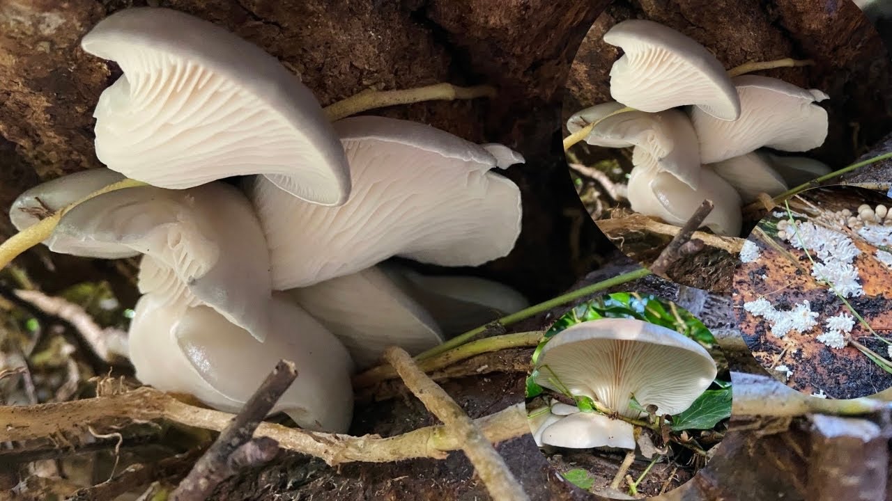 เก็บเห็ดนางรมส่งท้ายปีเก่า 2024 Winter Oyster Mushrooms Foraging # ...
