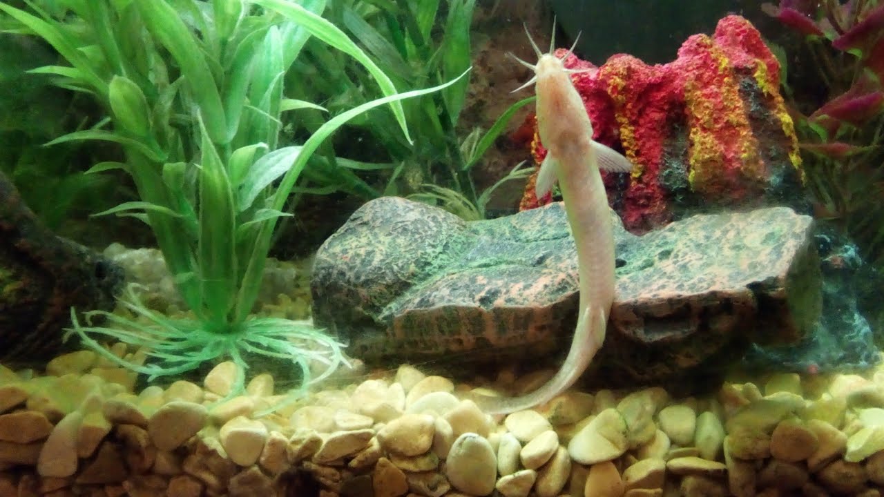Weather Loach prior to Storm Dennis - YouTube