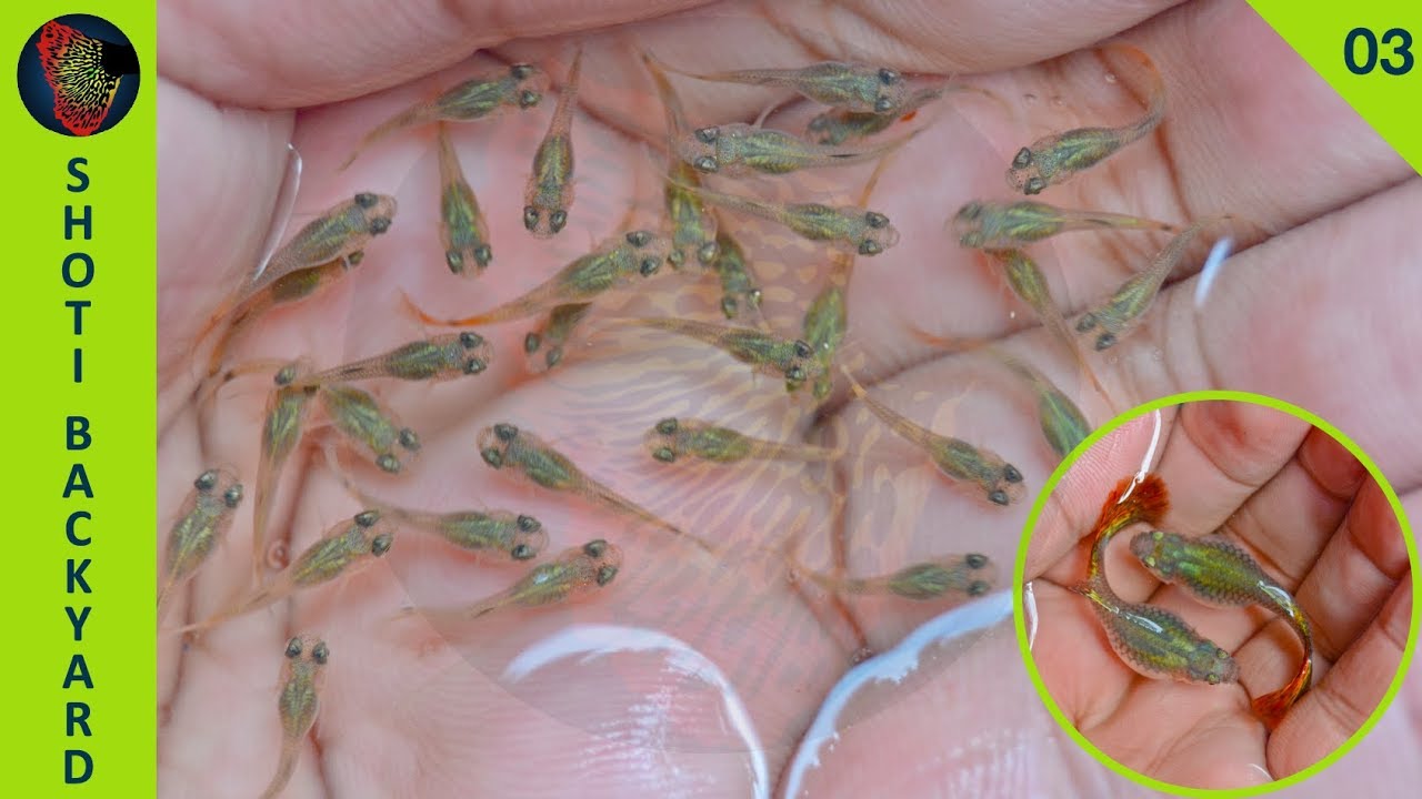 Guppy Fish | 39 Days Old Fire Tail Guppy | 84 pcs | Update | 03 - YouTube