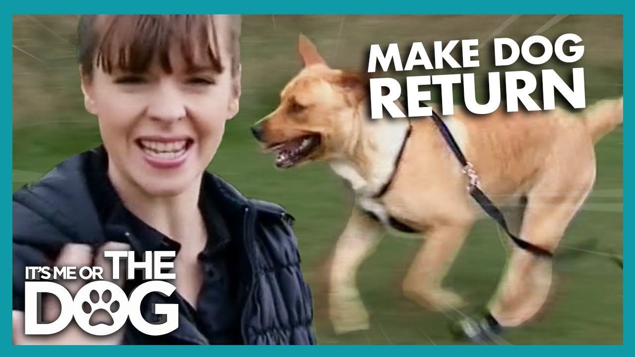 How to Get Your Dog to Return | It's Me or the Dog - YouTube