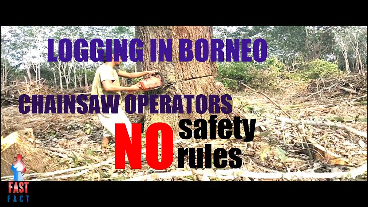 CHAINSAW OPERATORS IN BORNEO. LOGGING WITH NO SAFETY AT ALL - YouTube