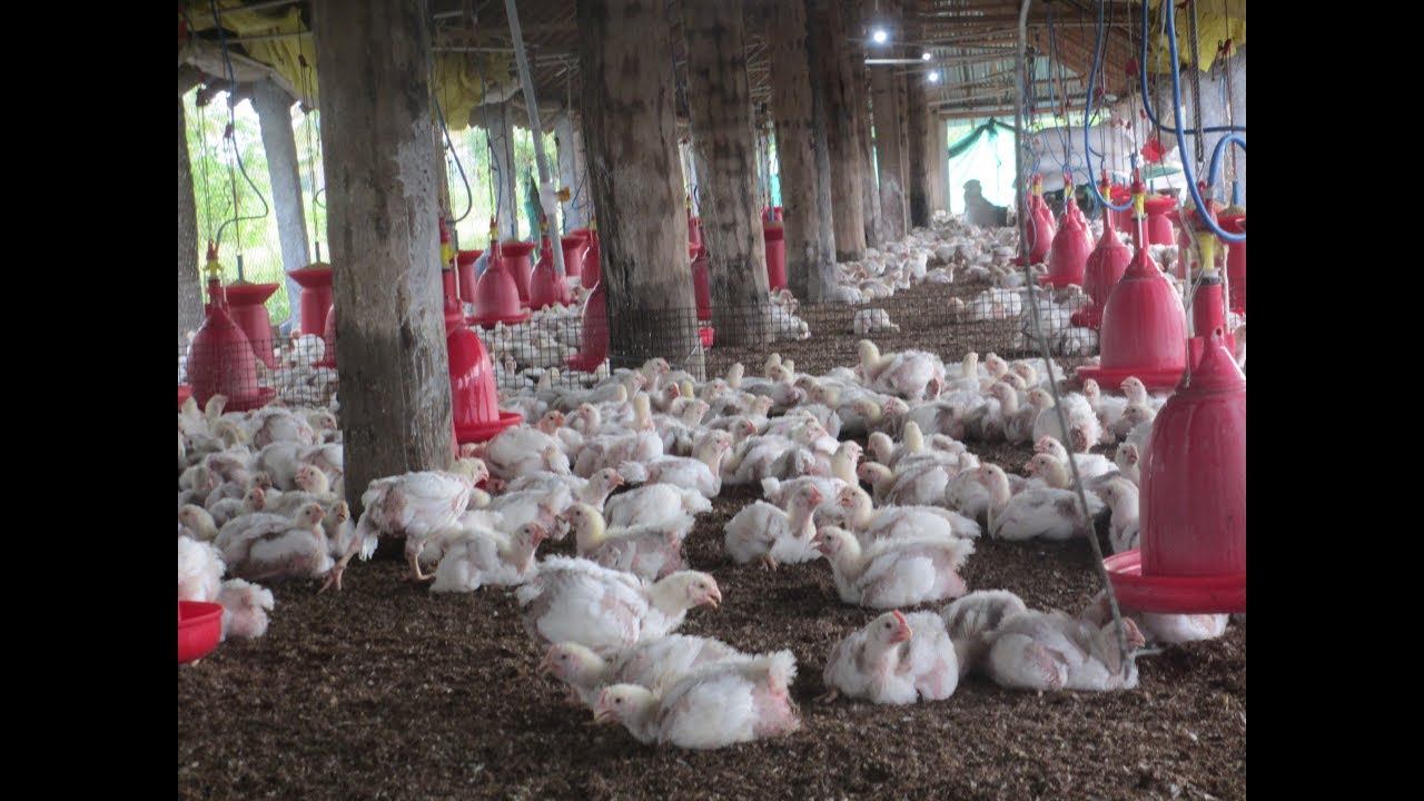 Integration Broiler Farm - YouTube